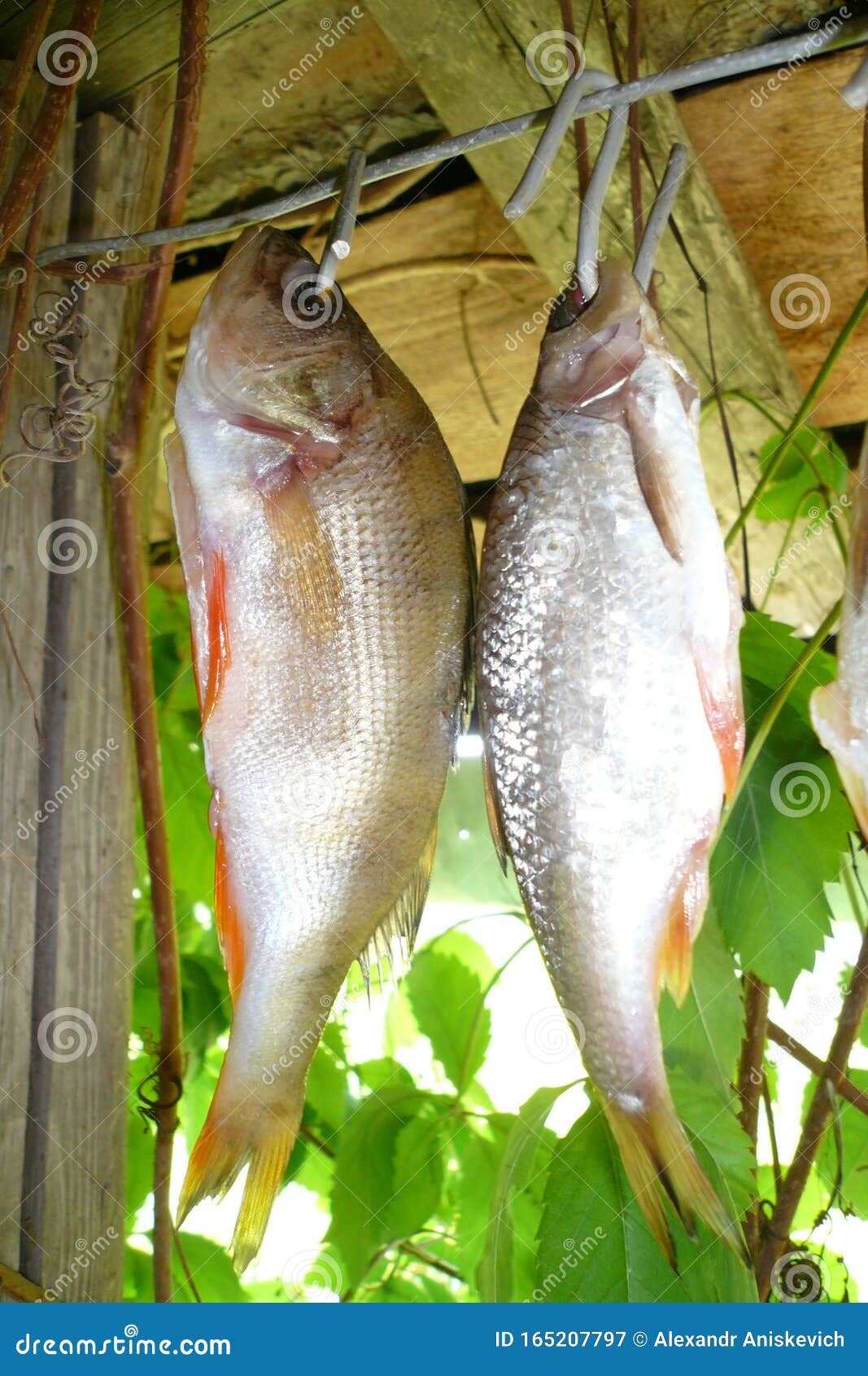 Fish in the Summer are Dried Under a Canopy. Stock Image - Image of ...