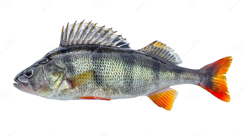 Fish Perch with Scales, Fresh Raw Isolated Stock Image - Image of fish ...