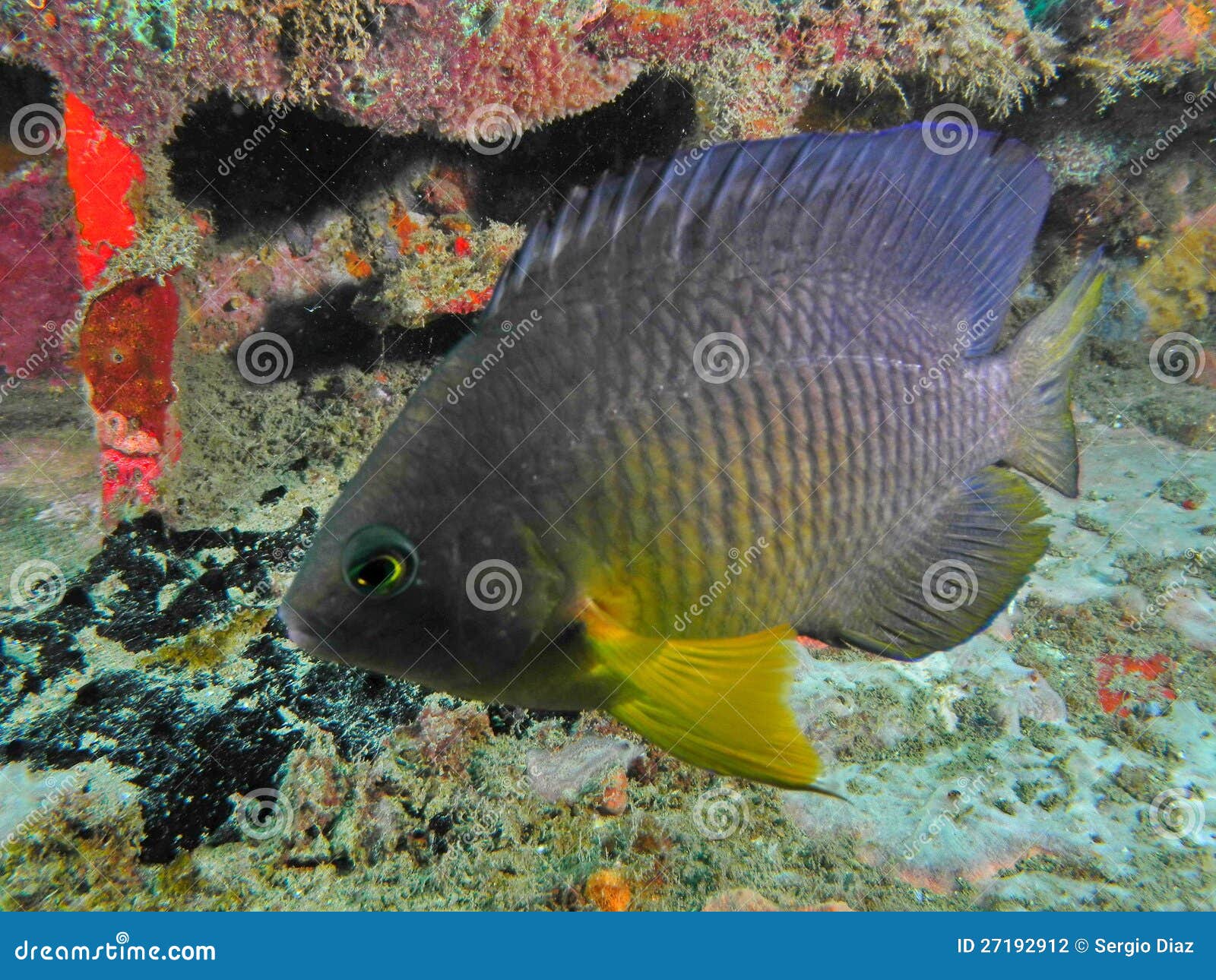 FISH / PEZ DONCELLA stock photo. Image of shipwreck, ship - 27192912