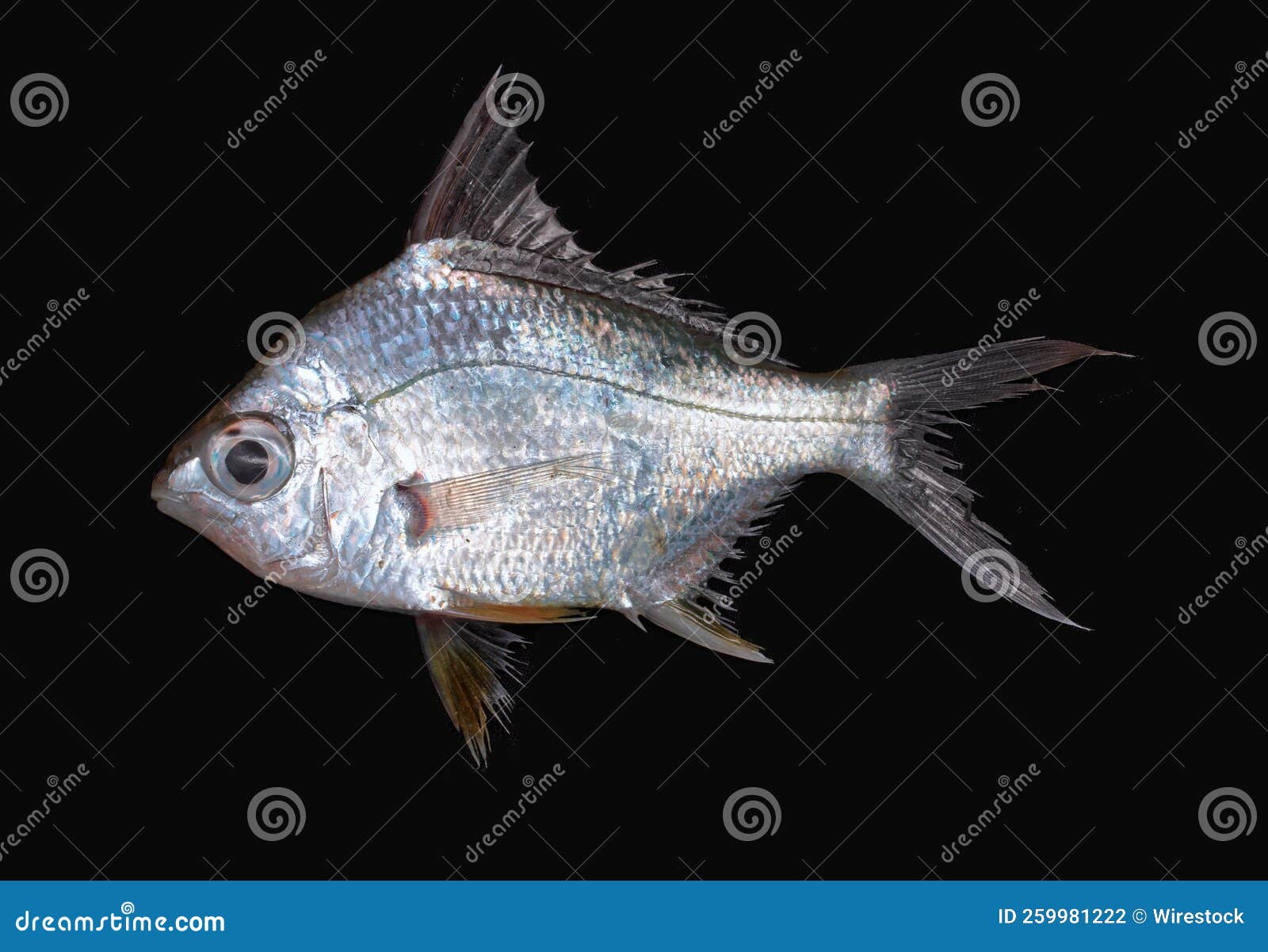 Fish Photo on Black Background Stock Photo - Image of fishes, summer ...