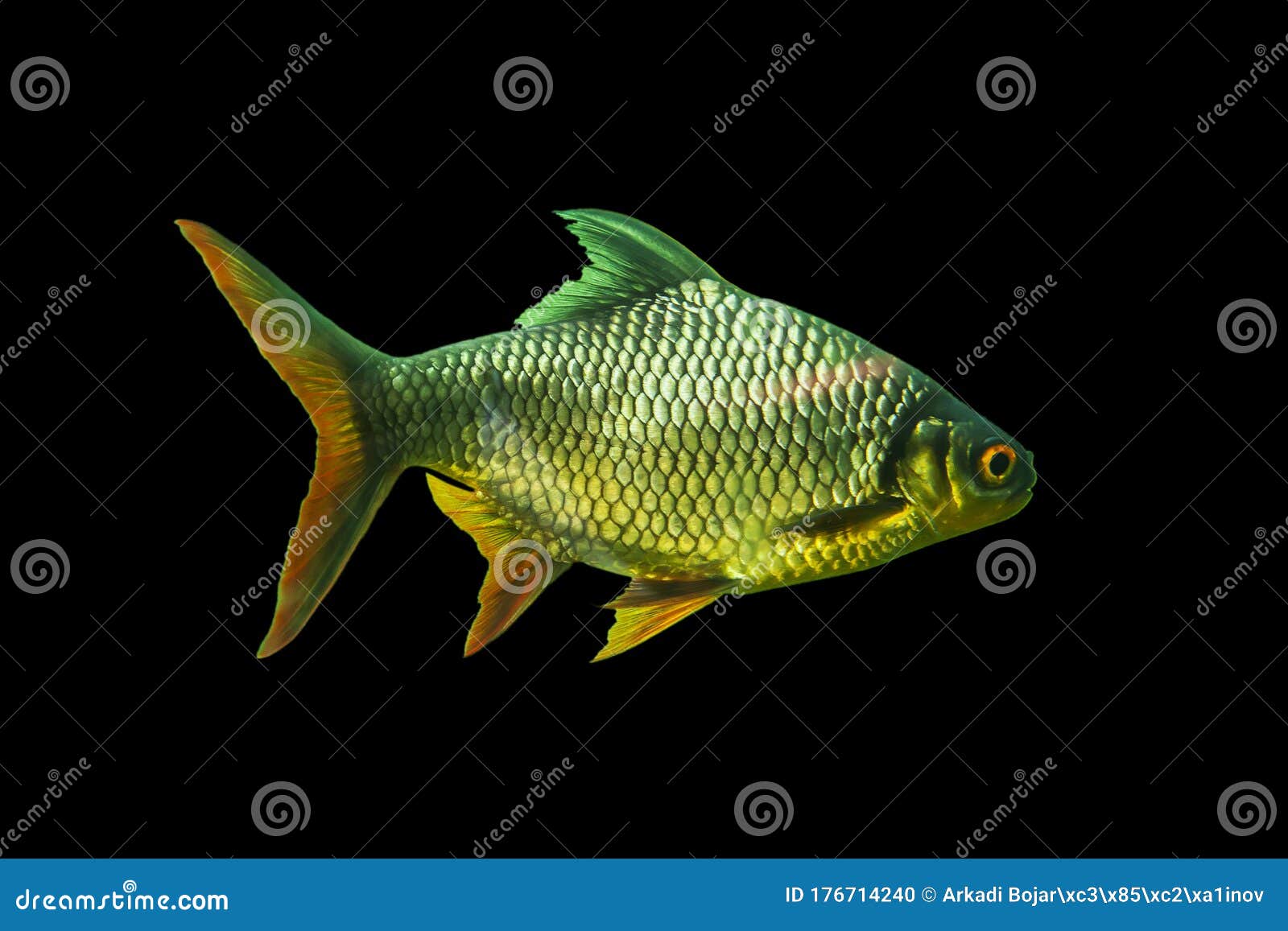Fish isolated stock photo. Image of alive, isolate, fishing - 176714240