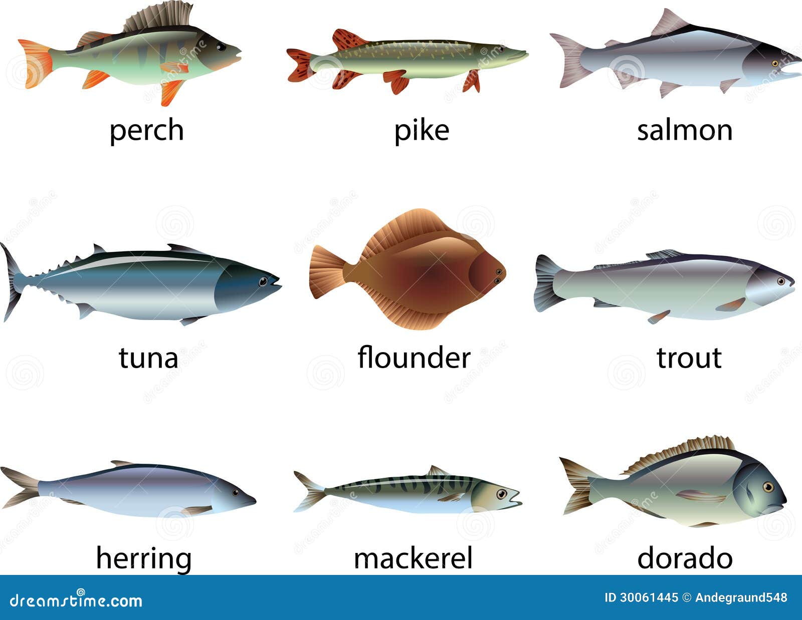 Fish photo-realistic set stock vector. Illustration of perch - 30061445