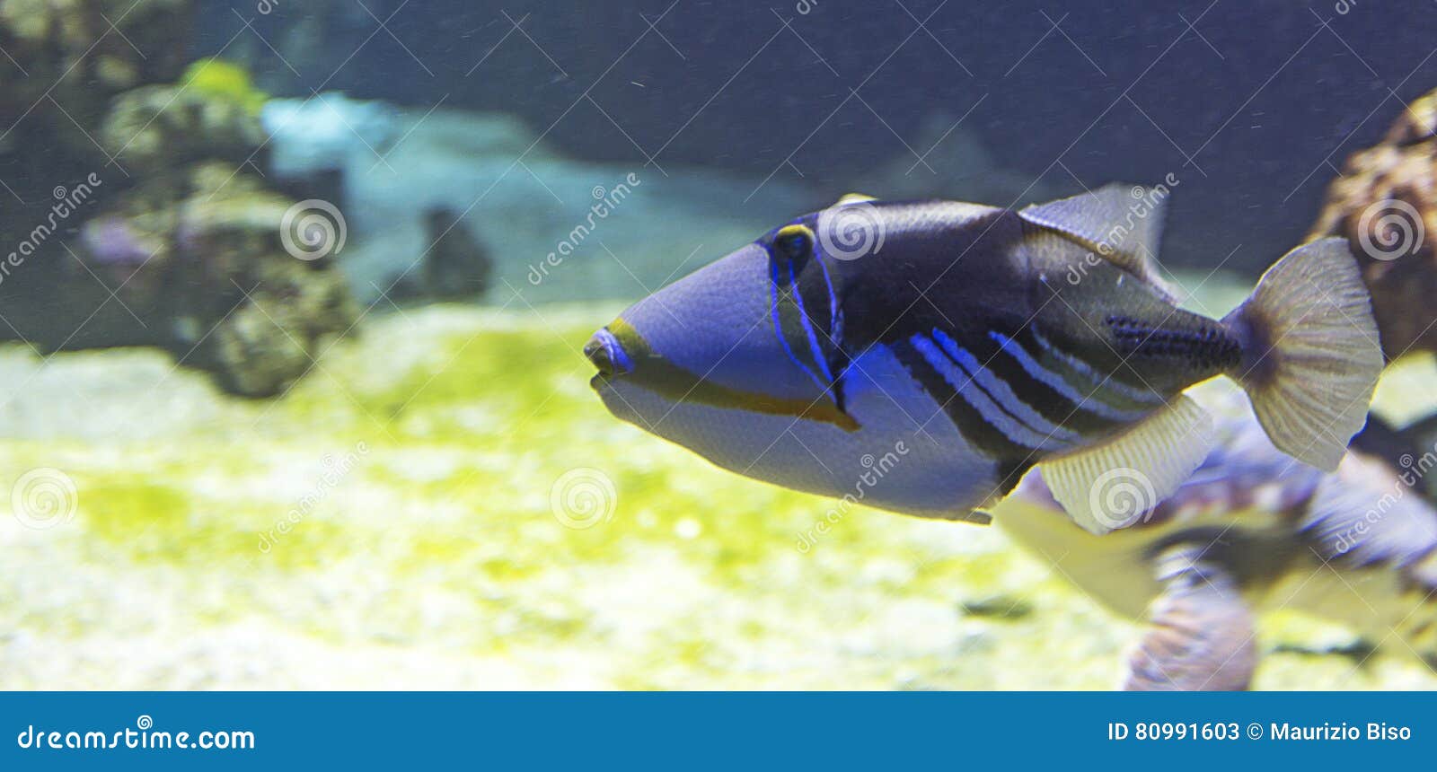 Fish Picasso Triggerfish stock image. Image of swim, triggerfish - 80991603