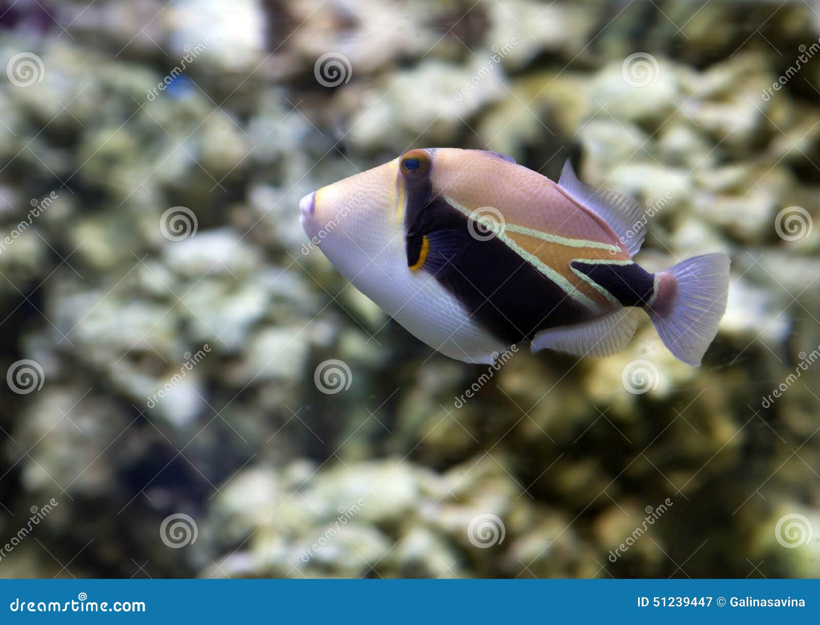 Fish Picasso Triggerfish Rectangular Stock Image - Image of triggerfish ...