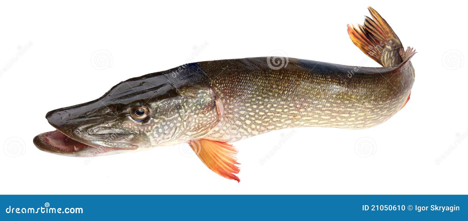 Fish Pike. Jumping Out Of The Water. Emblem Isolated On A White ...