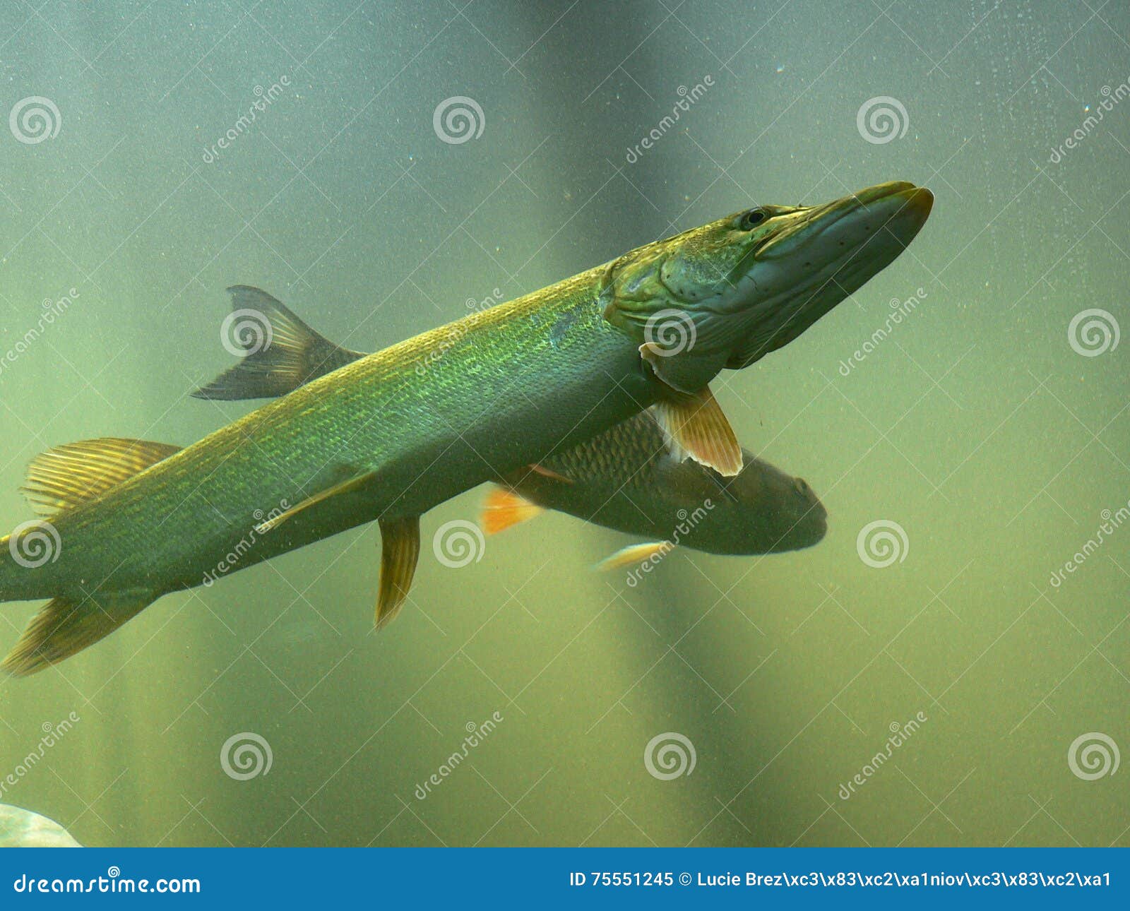 Fish pike stock image. Image of animal, fishing, eyes - 75551245