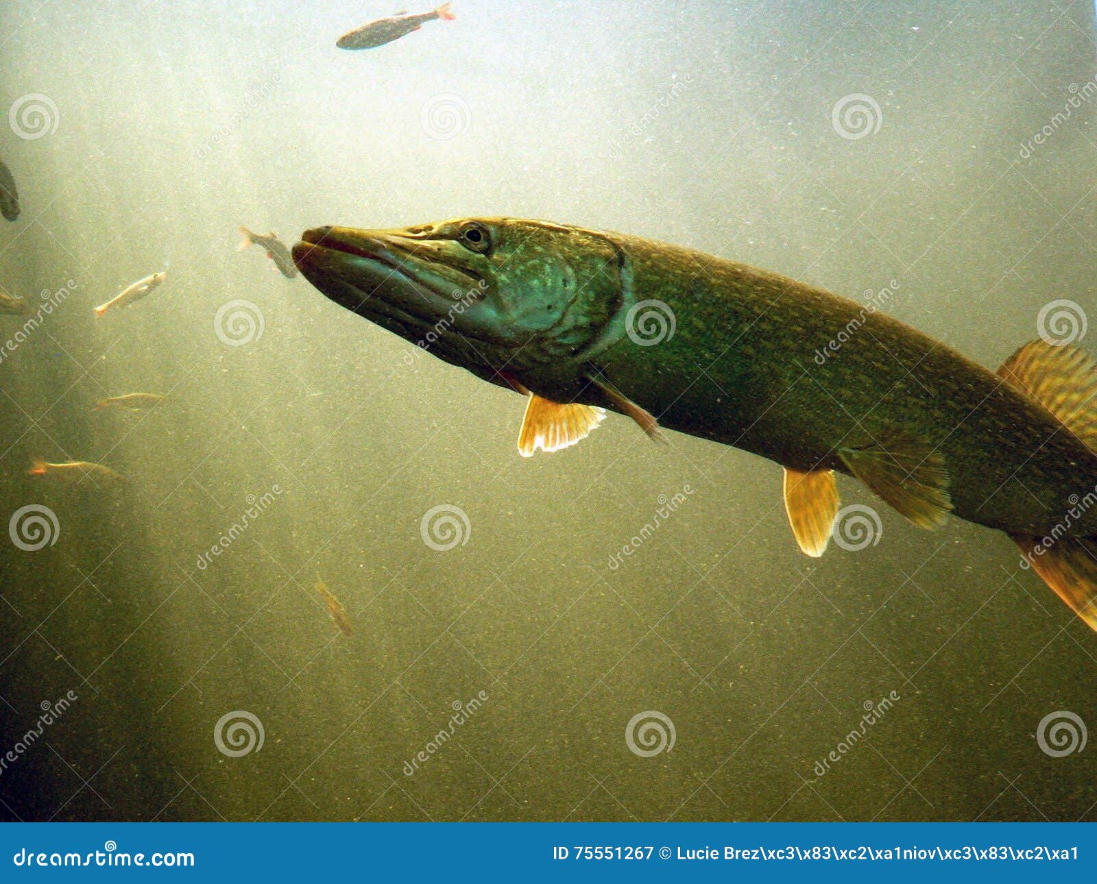 Fish pike stock image. Image of carp, european, anal - 75551267