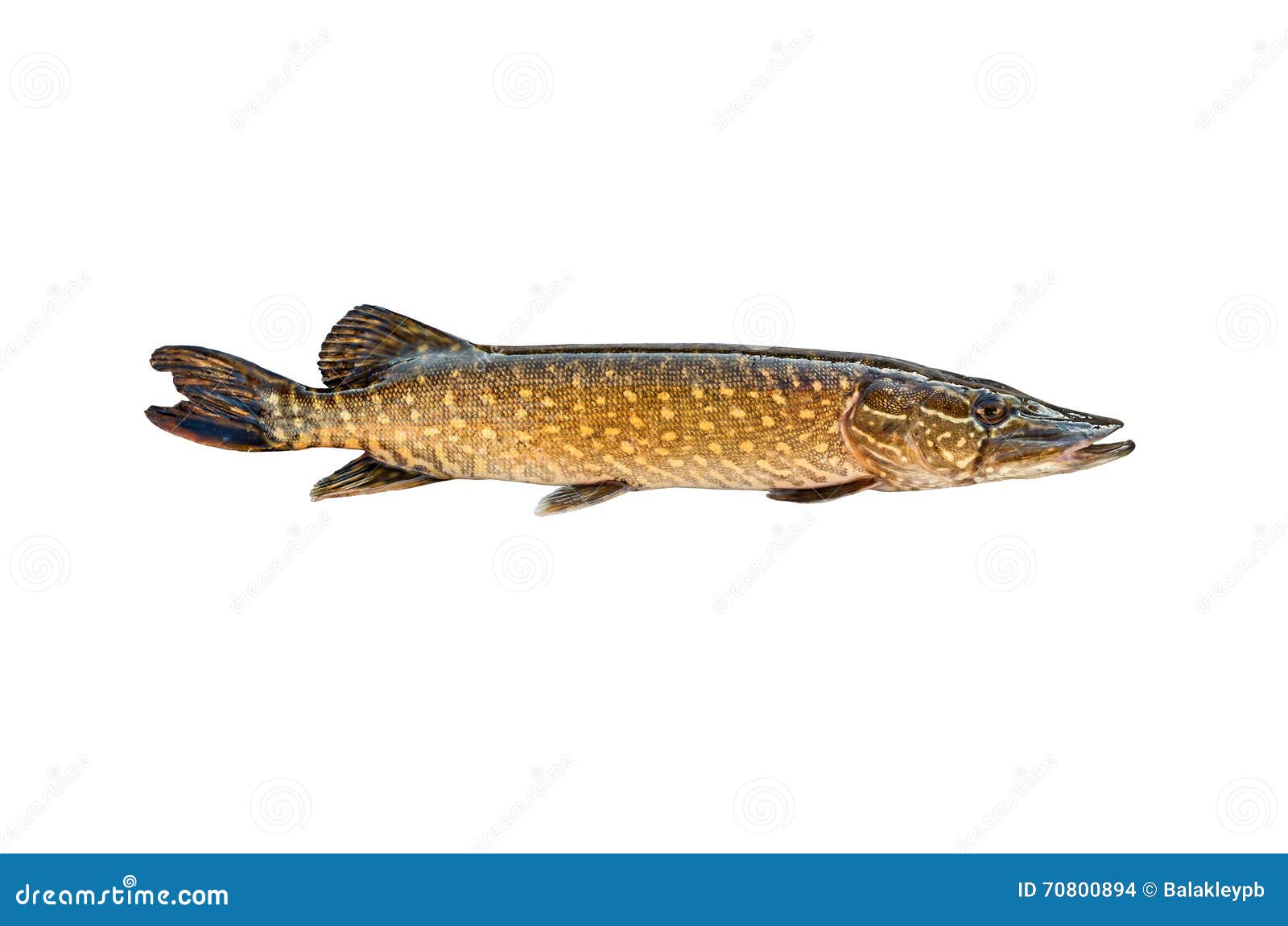 Fish pike stock photo. Image of pets, pike, food, sports - 70800894