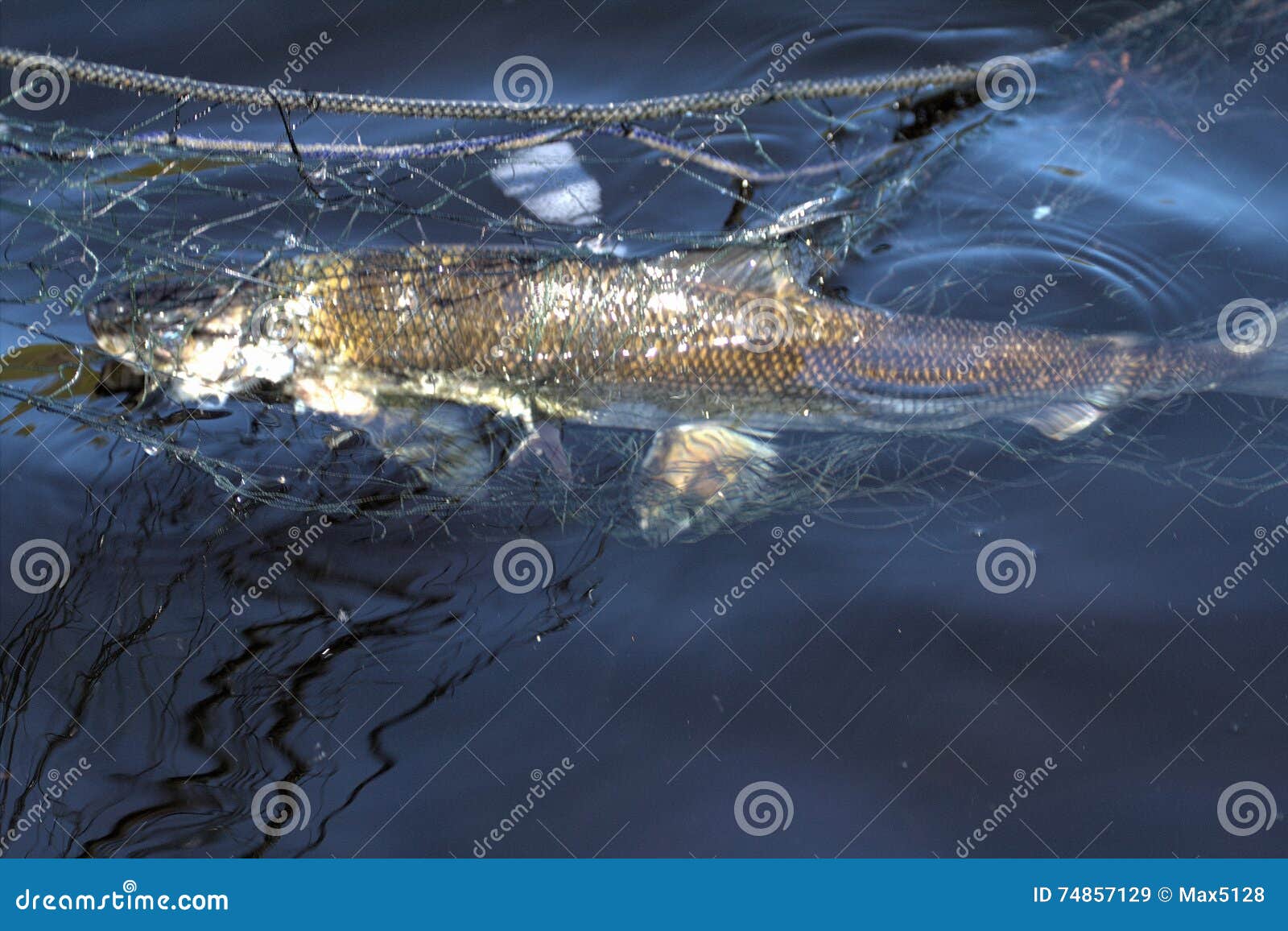 Fish pike in net in spring stock image. Image of fishnet - 74857129