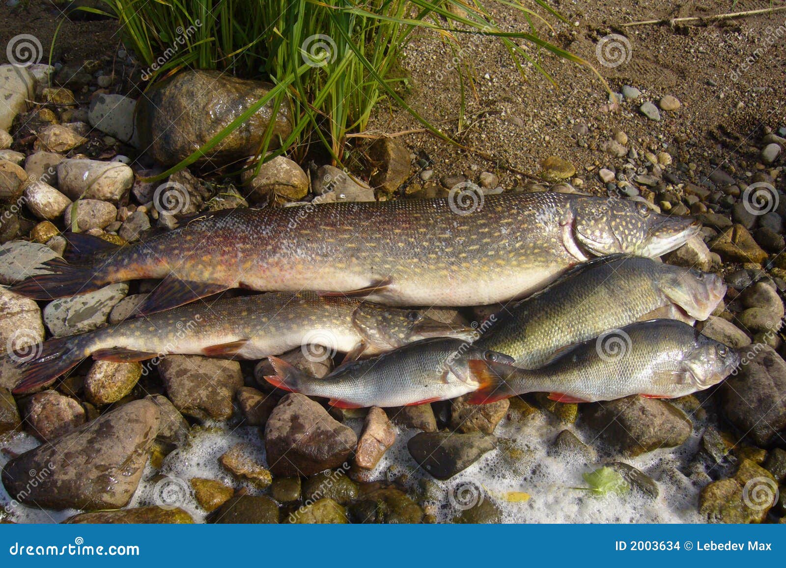 Fish pike, and perch stock photo. Image of recreation - 2003634