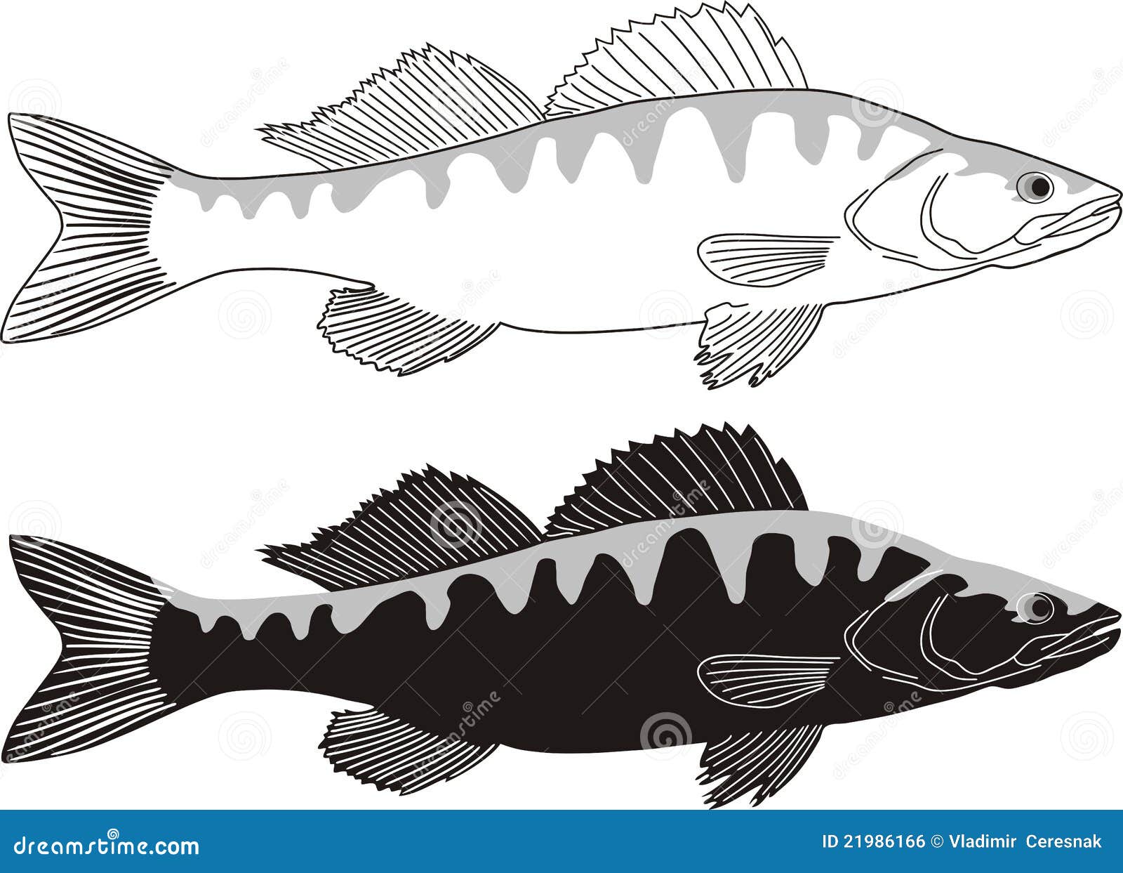 Pike Perch Illustration, Drawing, Engraving, Ink, Line Art, Vector ...
