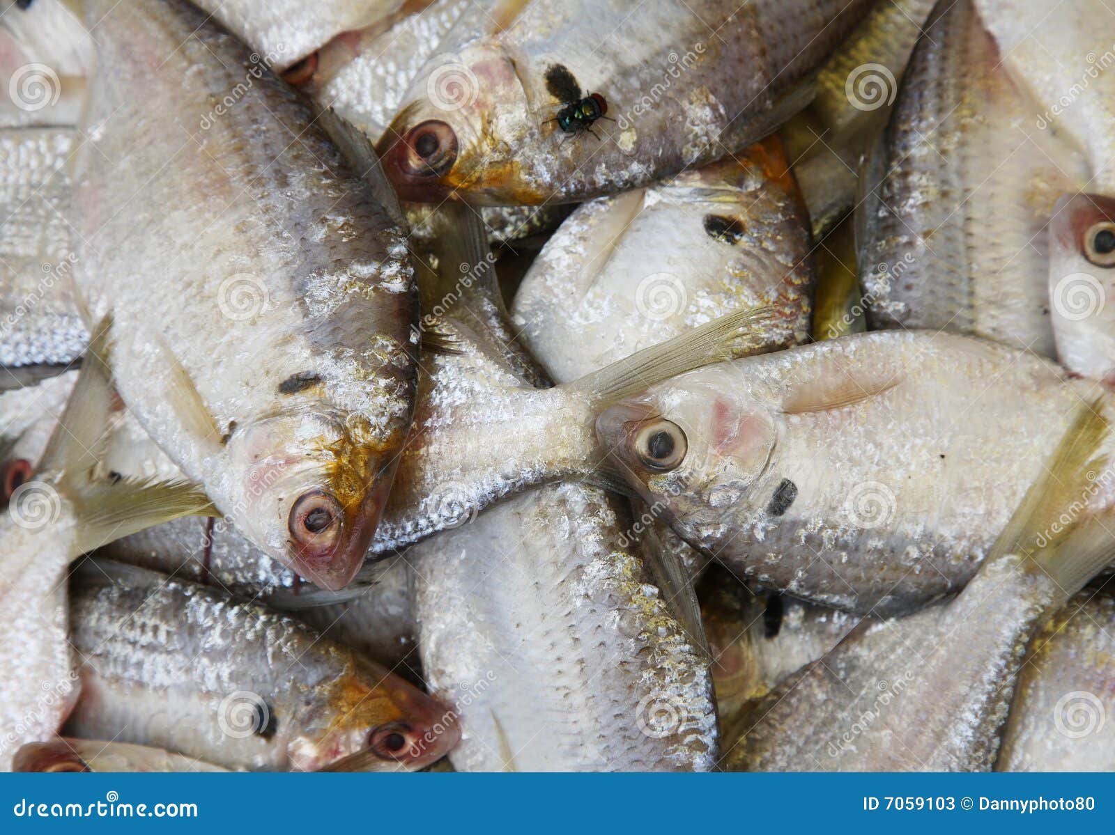 Fish pile stock image. Image of fish, shishamo, anchovy - 7059103