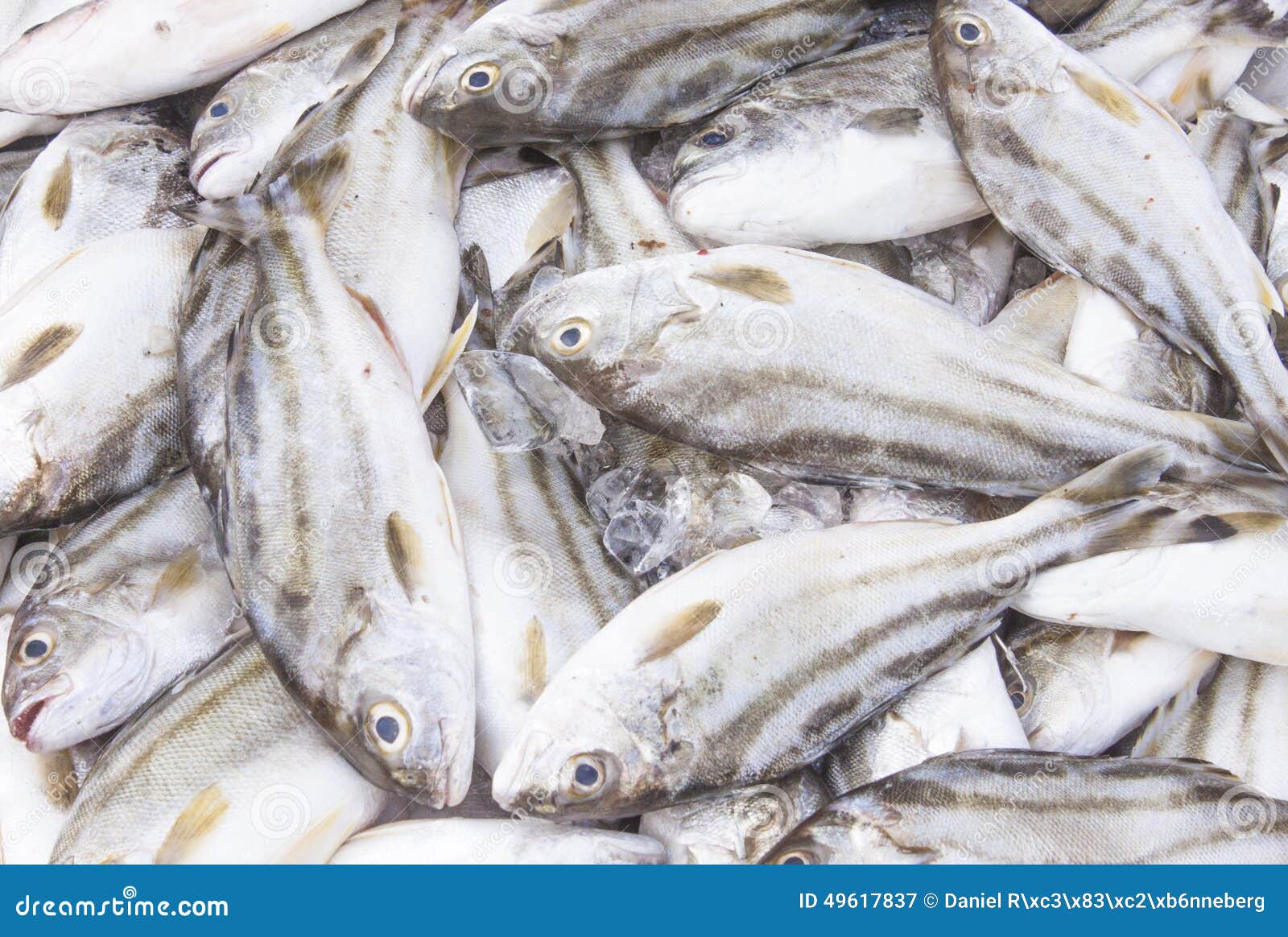 Fish pile stock image. Image of restaurant, trevally - 49617837