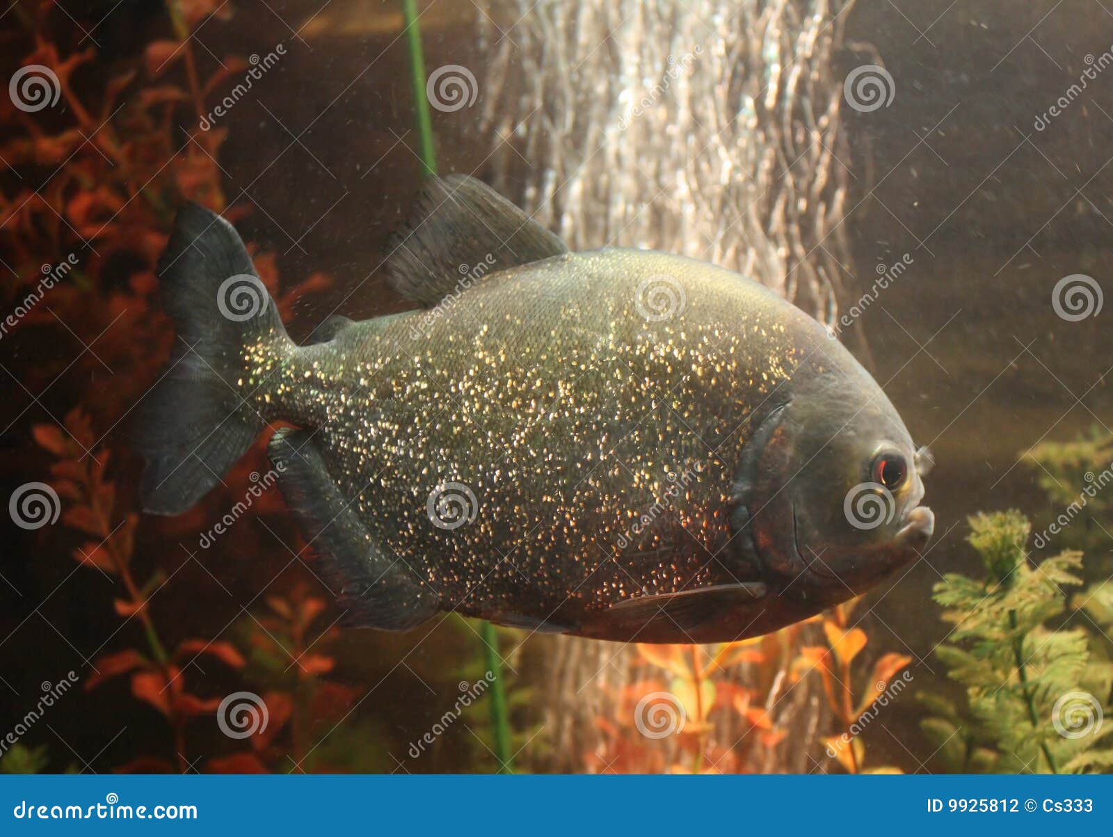 Fish-piranha stock photo. Image of fish, aquarium, bubbles - 9925812
