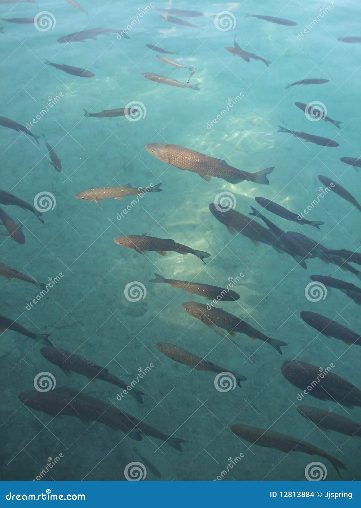 Fish place stock photo. Image of river, natural, pond - 12813884