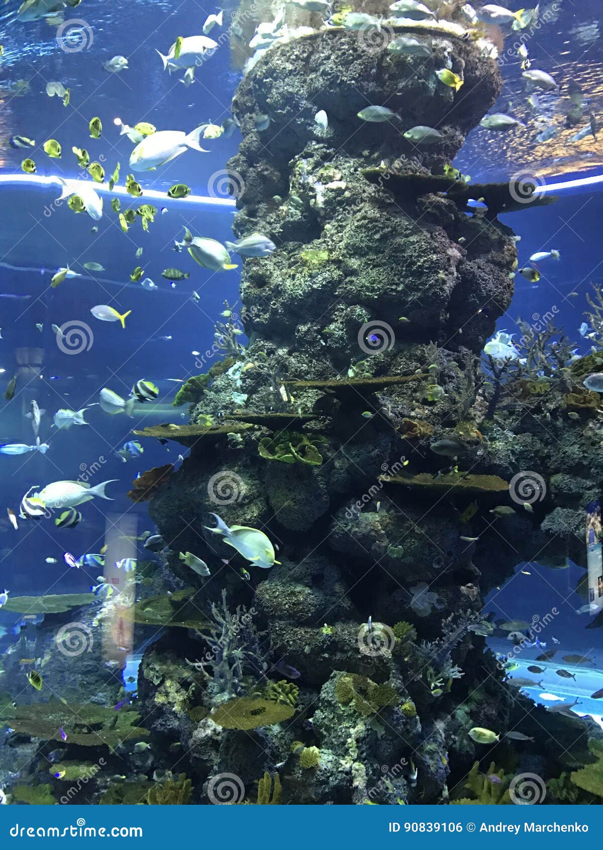 Fish place editorial photo. Image of biome, coral, singapore - 90839106