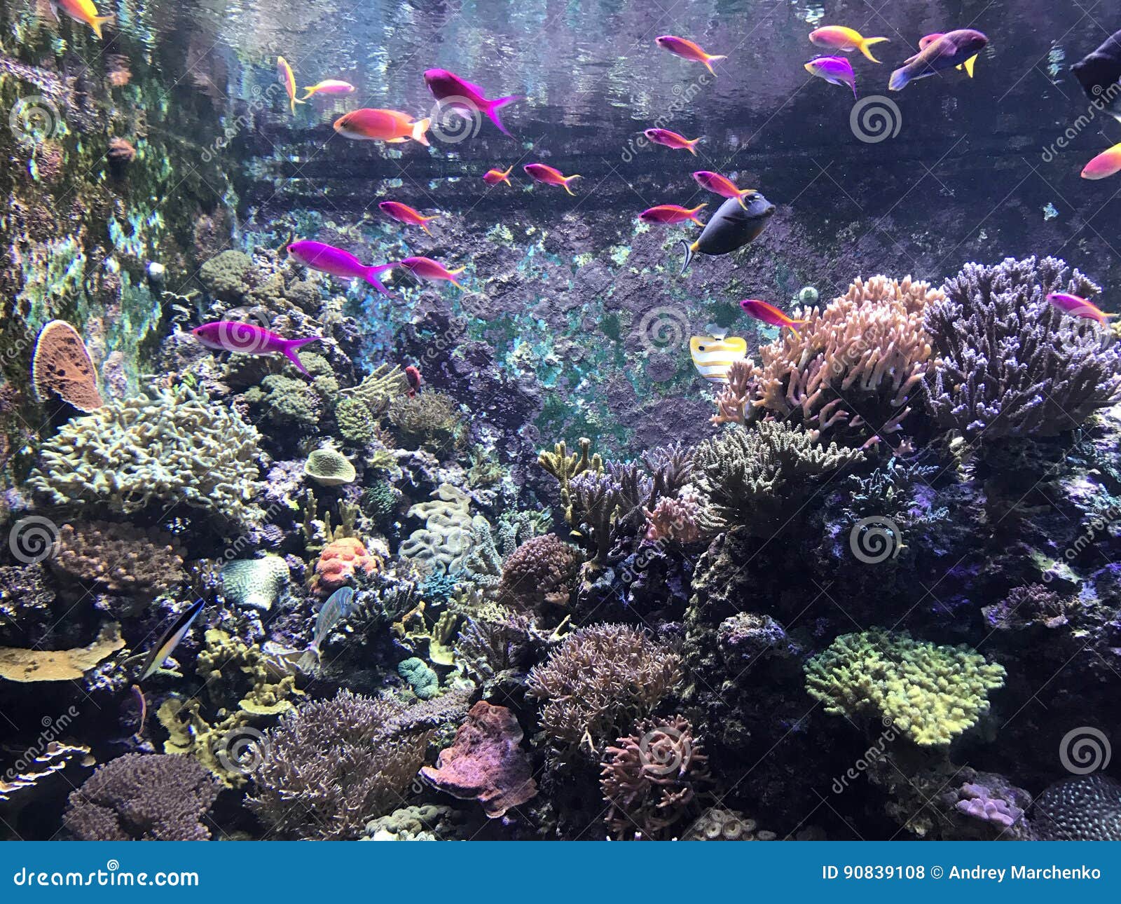 Fish place stock photo. Image of corals, underwater, water - 90839108