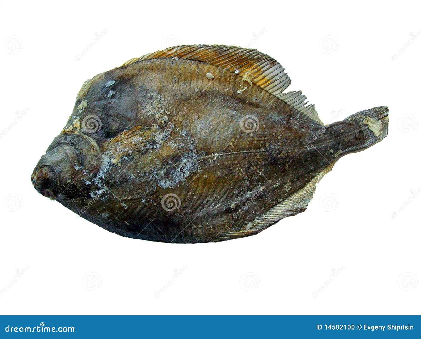 Fish plaice frozen stock photo. Image of white, meal - 14502100