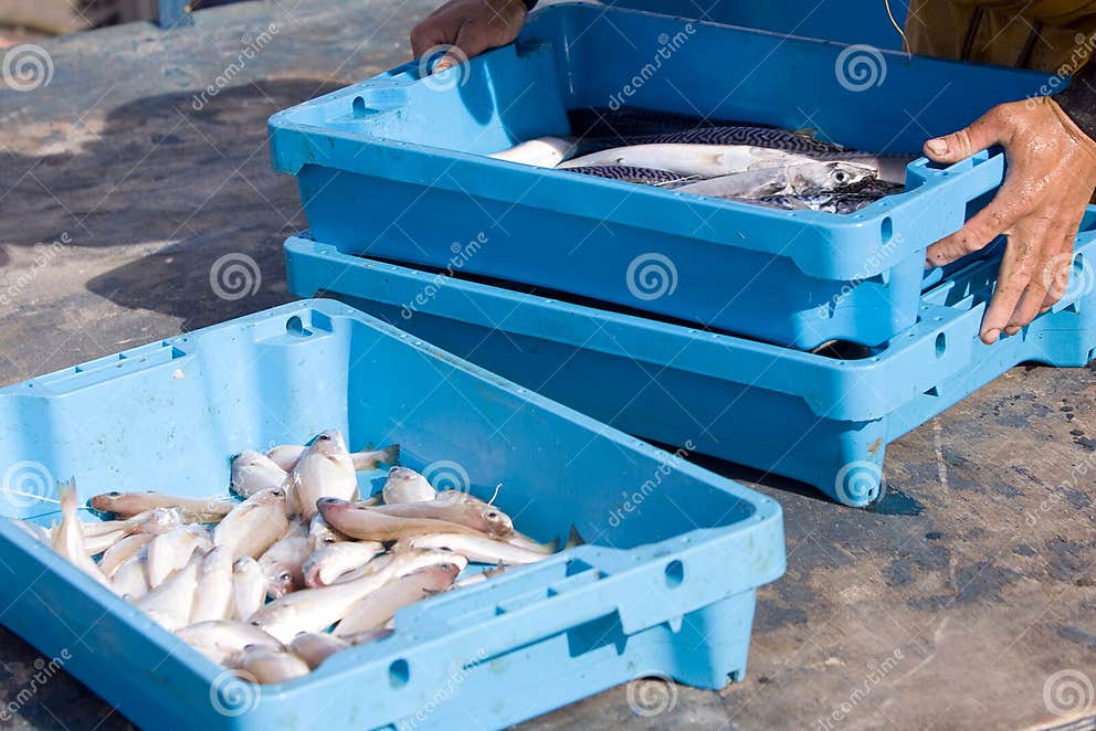 Fish in plastic trays stock photo. Image of fish, catch - 24700056