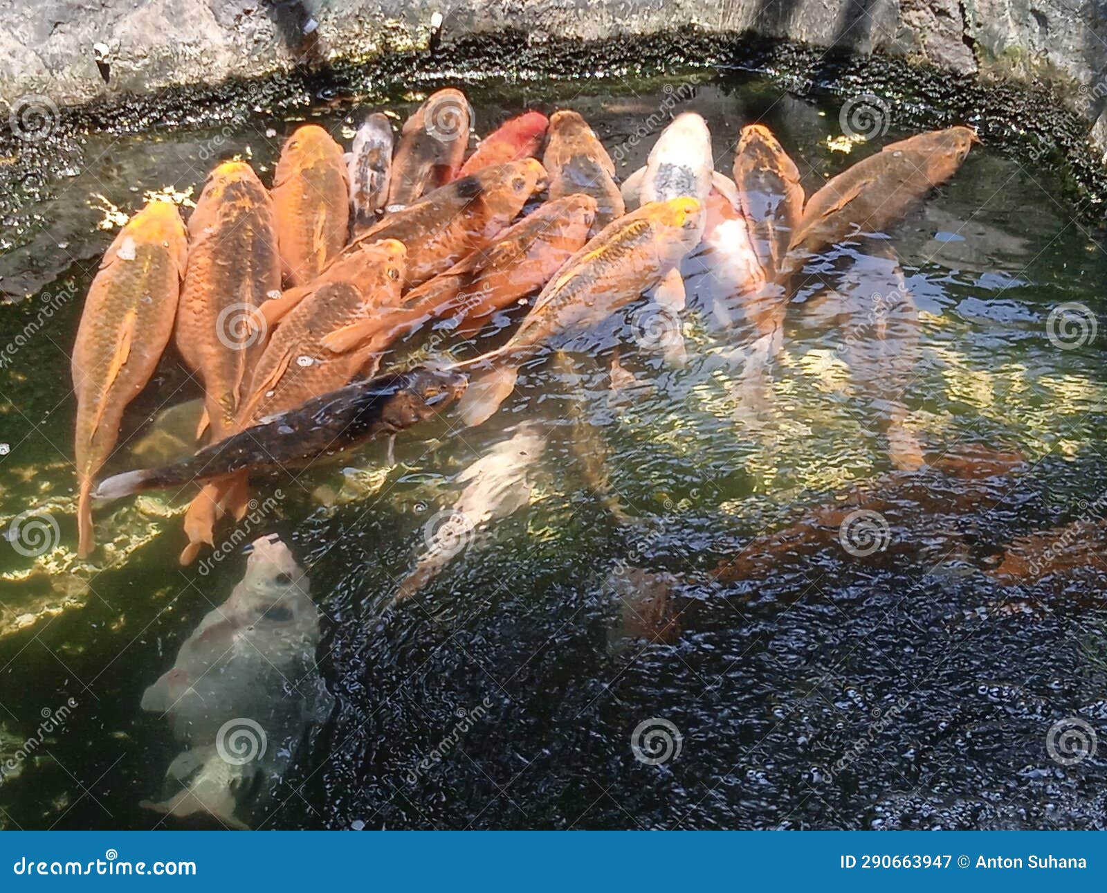 The Fish Playing in the Pond are really Beautiful Stock Image - Image ...