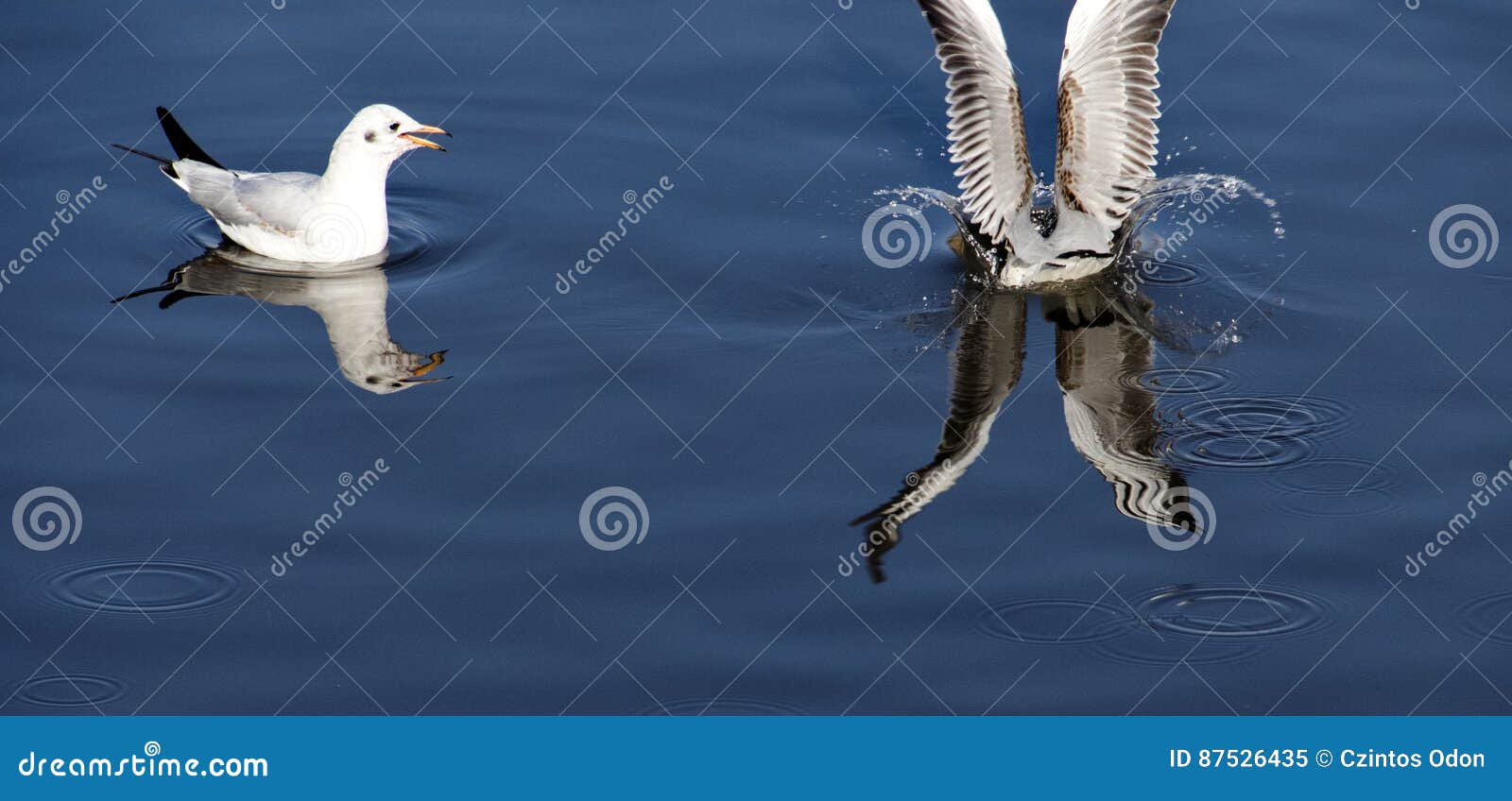Fish pliers seagull stock image. Image of effect, group - 87526435