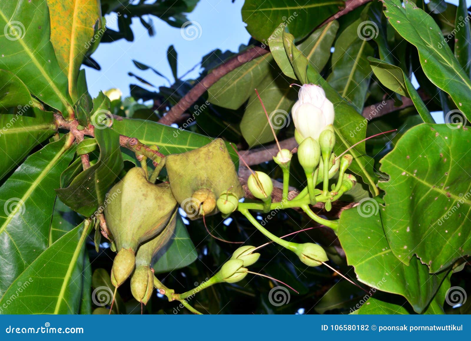 Fish Poison Tree, Putat. stock photo. Image of garden - 106580182