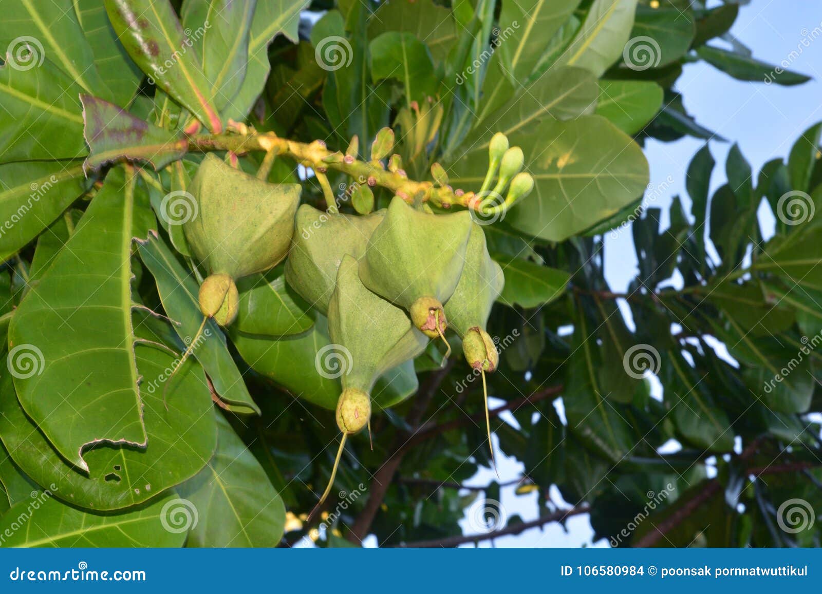 Fish Poison Tree, Putat. stock photo. Image of leaf - 106580984
