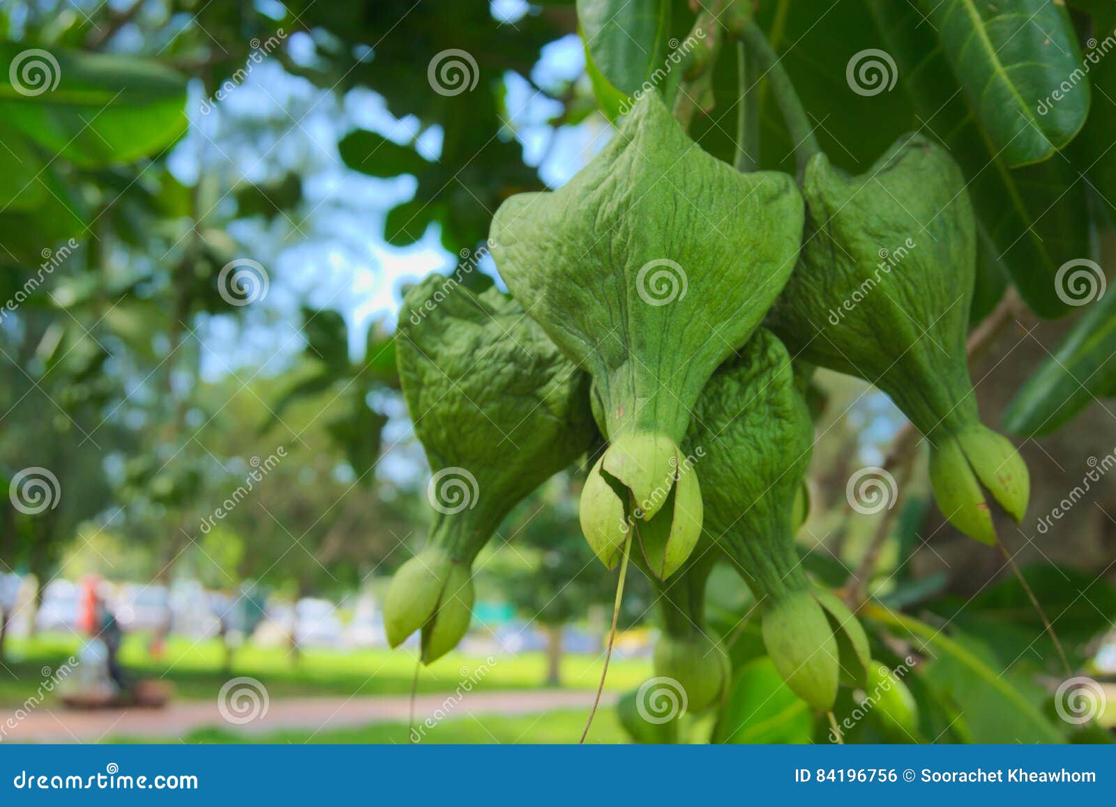 The Fish Poison Tree or Sea Poison Tree. Stock Photo - Image of nature ...