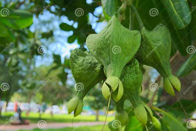 The Fish Poison Tree or Sea Poison Tree. Stock Photo - Image of nature ...