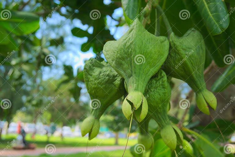 The Fish Poison Tree or Sea Poison Tree. Stock Photo - Image of nature ...