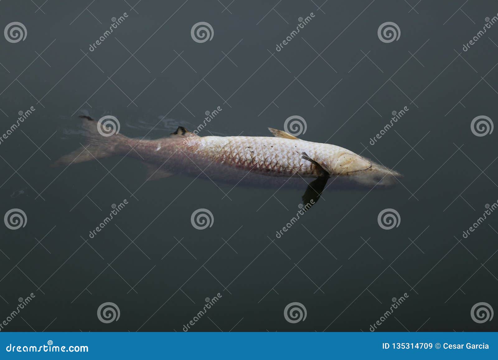 Fish in a polluted lake stock image. Image of polluted - 135314709