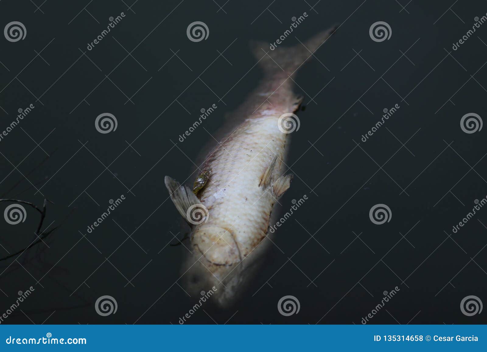 Fish in a polluted lake stock photo. Image of eutrophication - 135314658