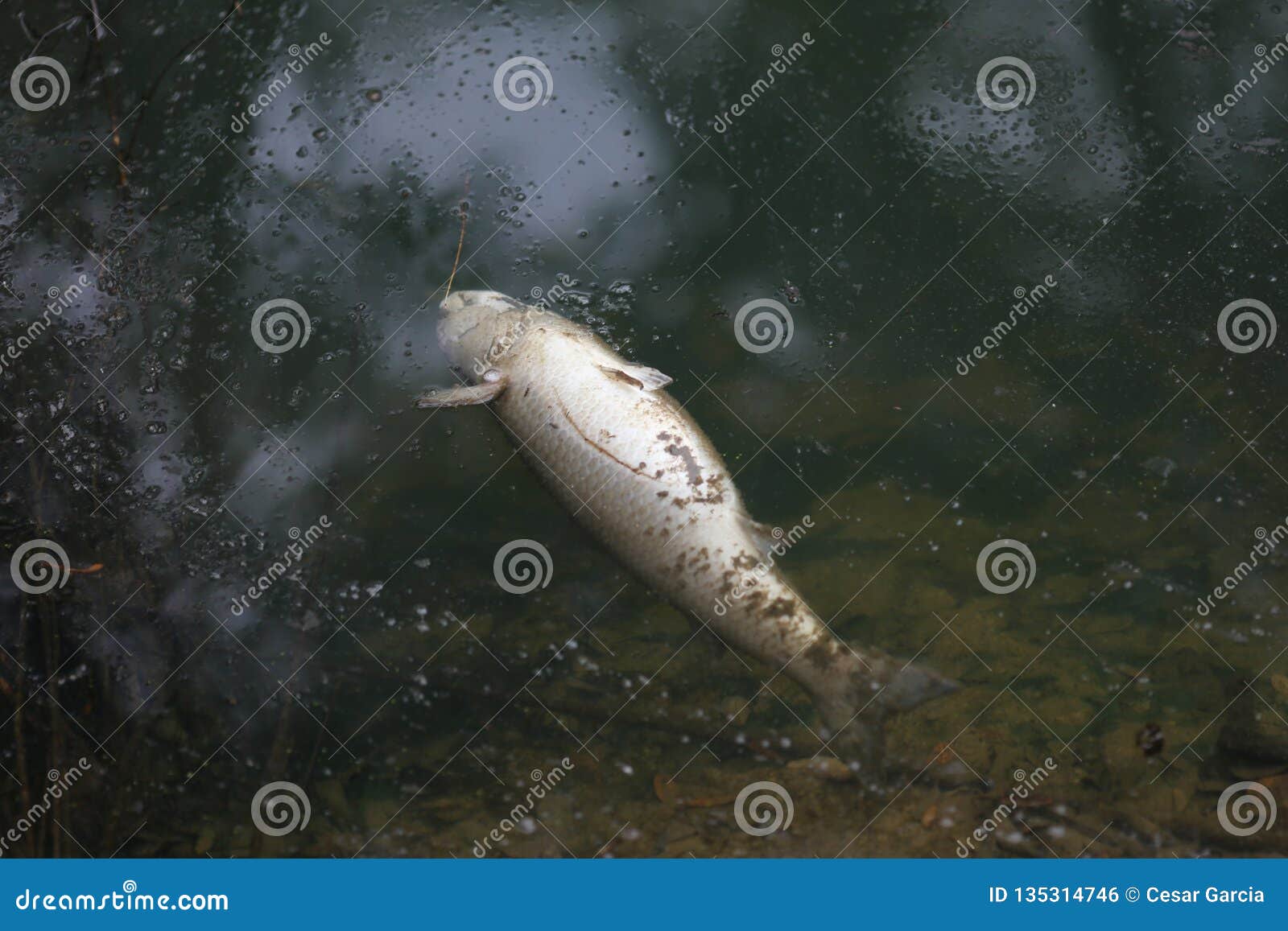 Fish in a polluted lake stock photo. Image of heavymetals - 135314746