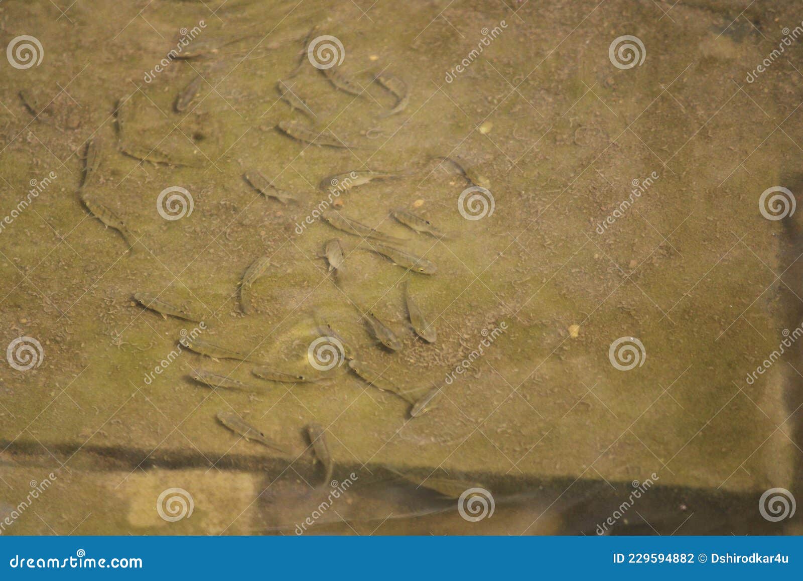 Fish in Polluted Muddy Water, with less Water Stock Photo - Image of ...