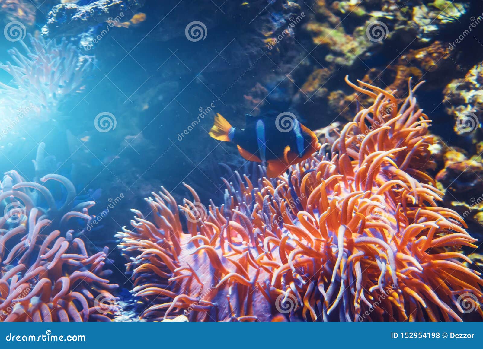 Fish and Polyps with Corals in the Aquarium Stock Photo - Image of ...