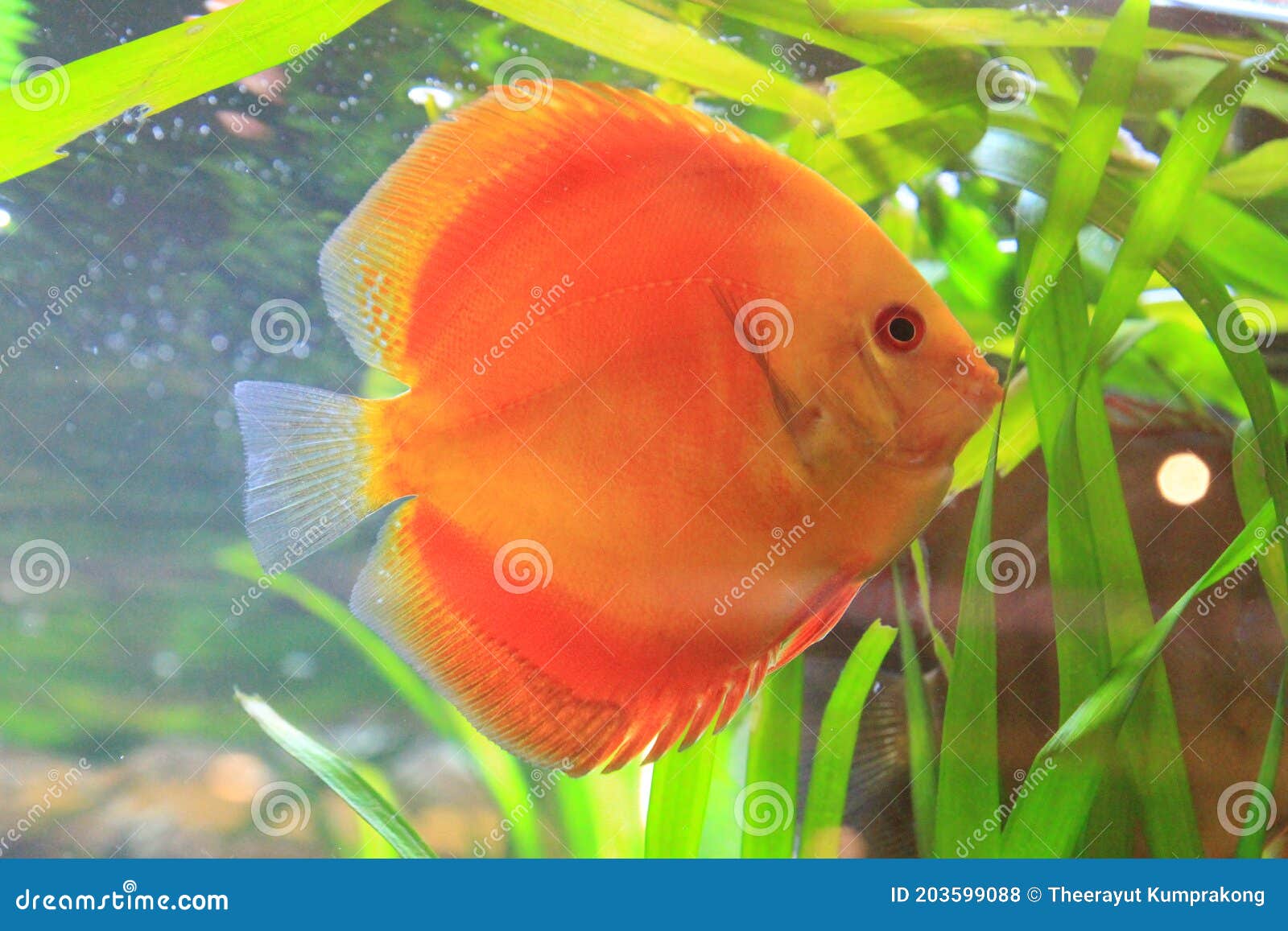 Fish pompadour stock photo. Image of animal, invertebrate - 203599088