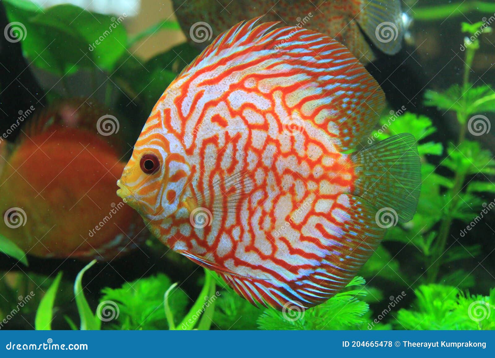 Fish pompadour stock photo. Image of animal, underwater - 204665478