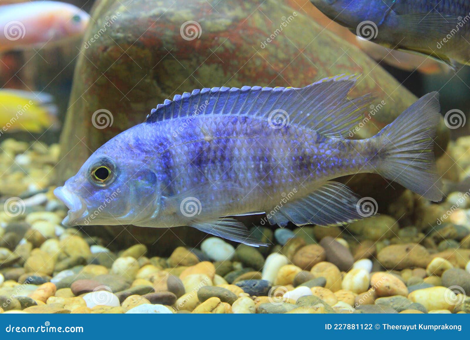 Fish pompadour stock photo. Image of church, chiang - 227881122