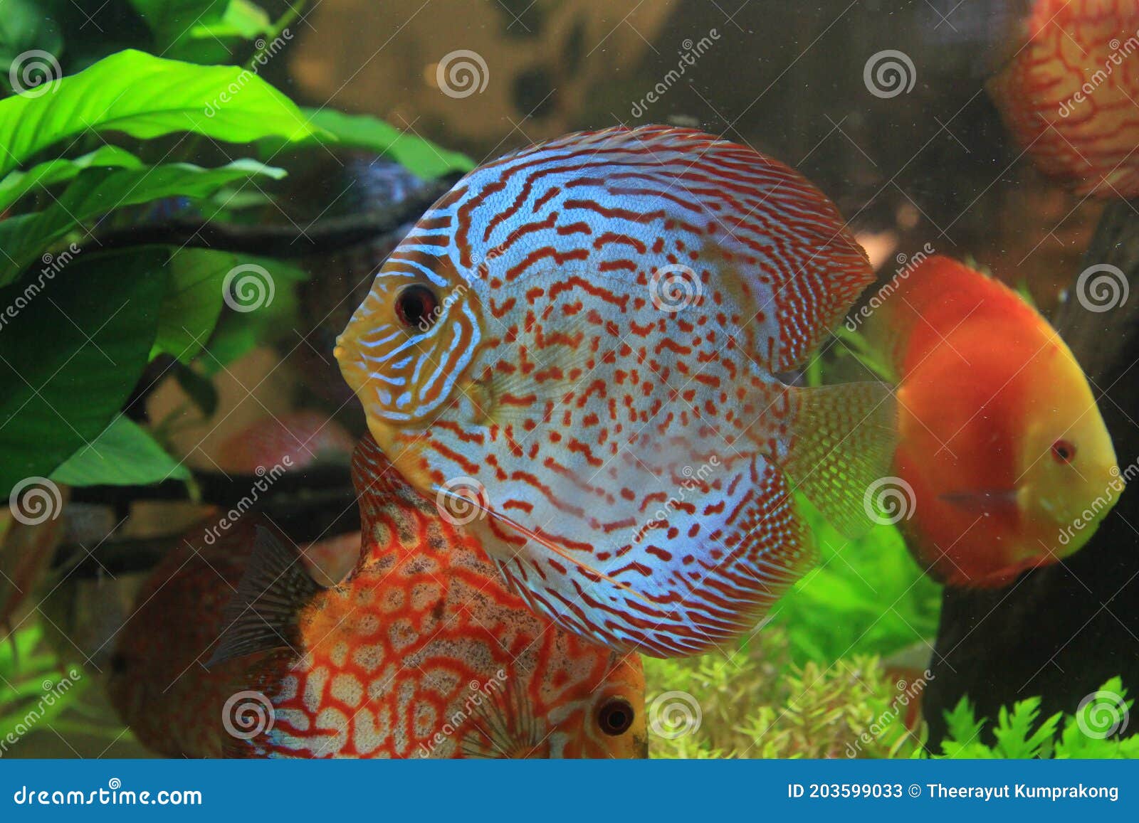 Fish pompadour stock image. Image of organism, wildlife - 203599033