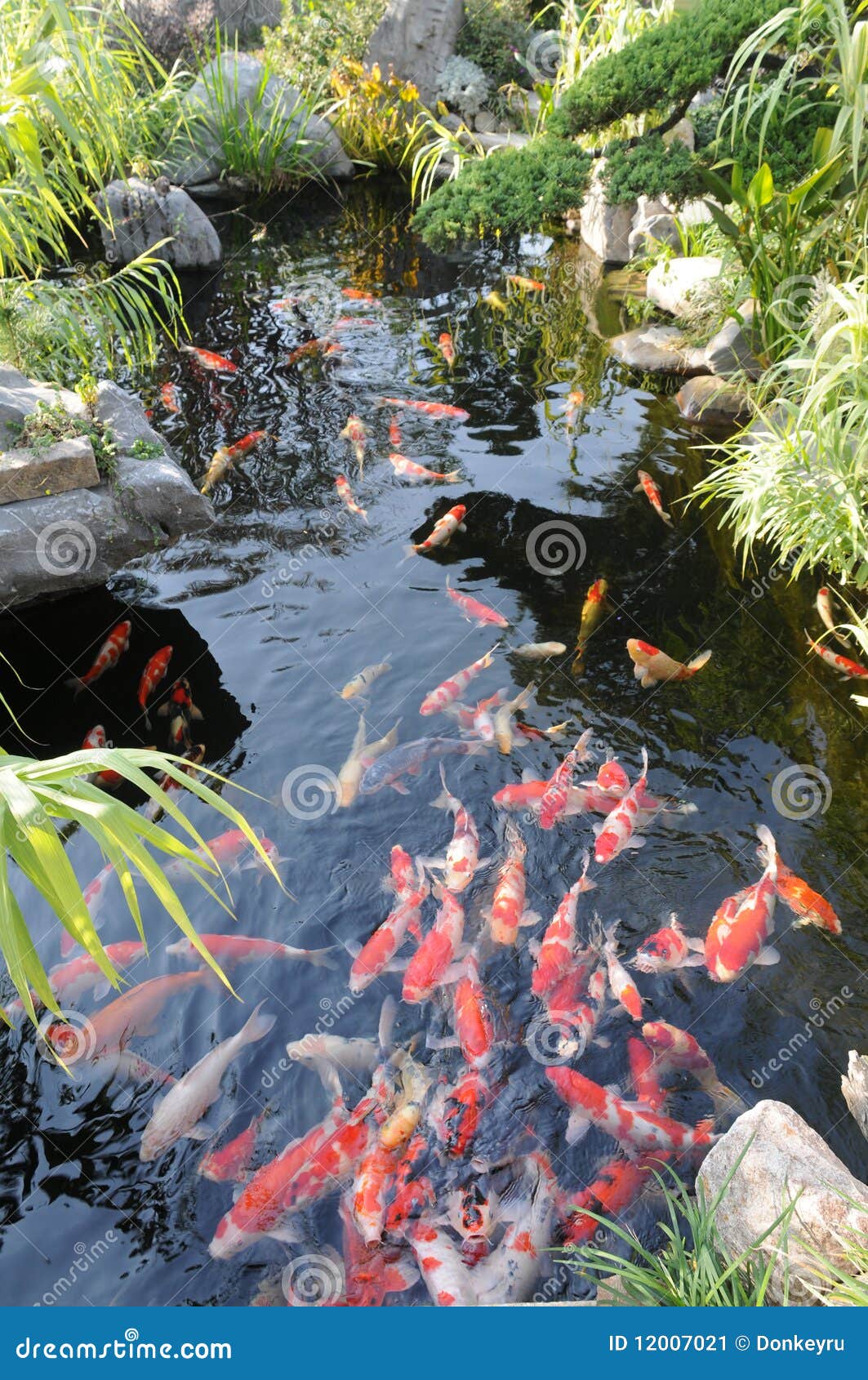 Koi Fish Pond Stock Photo | CartoonDealer.com #159322416