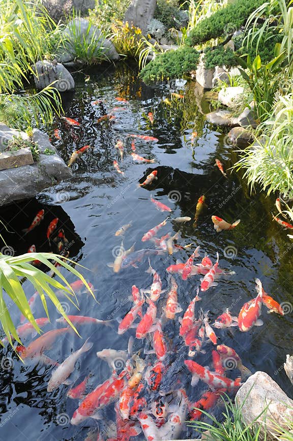 Fish pond stock image. Image of swim, landscaped, peacefully - 12007021