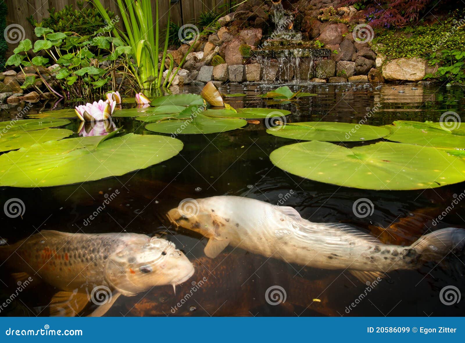 Fish in a pond stock image. Image of swim, underwater - 20586099