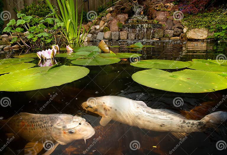 Fish in a pond stock image. Image of swim, underwater - 20586099