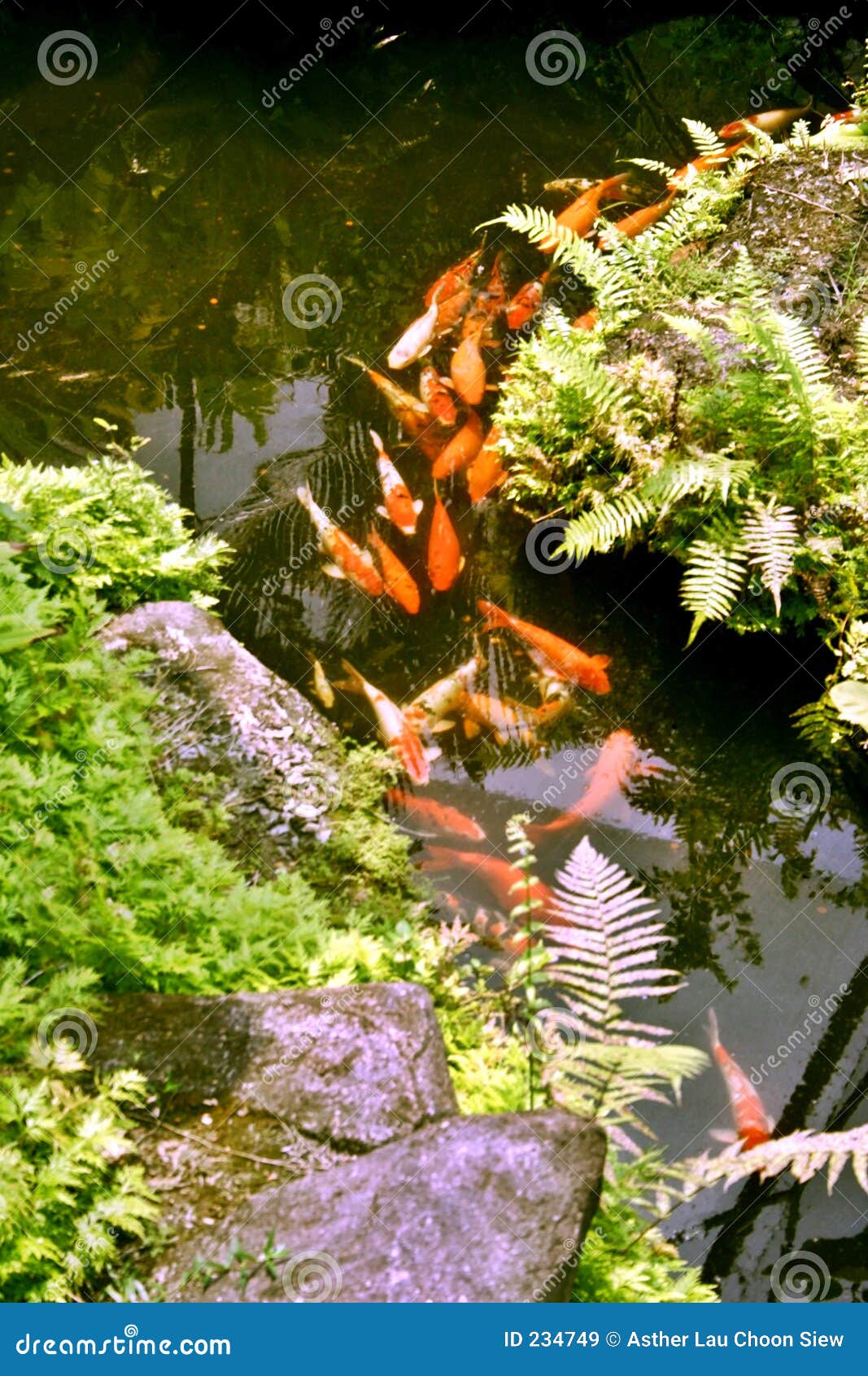 Fish Pond stock image. Image of plant, pond, fish, chinese - 234749