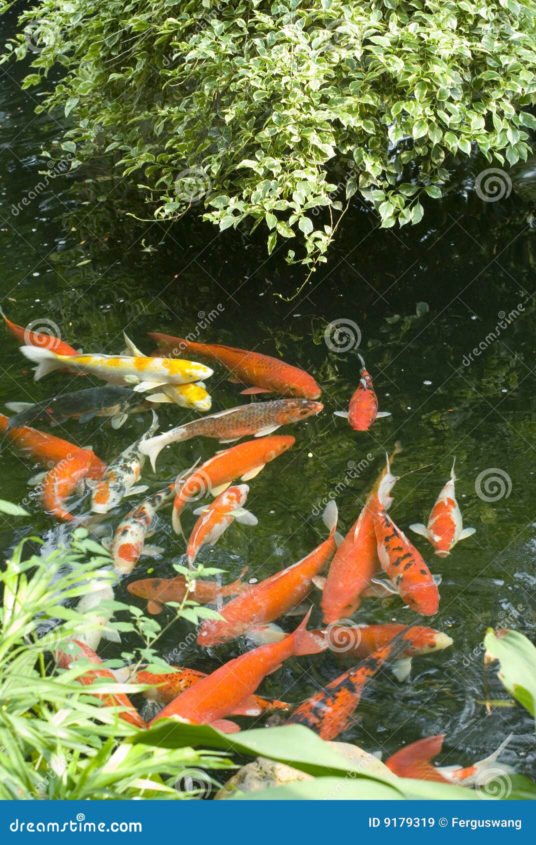 Koi Fish Pond Royalty-Free Stock Photo | CartoonDealer.com #159322689