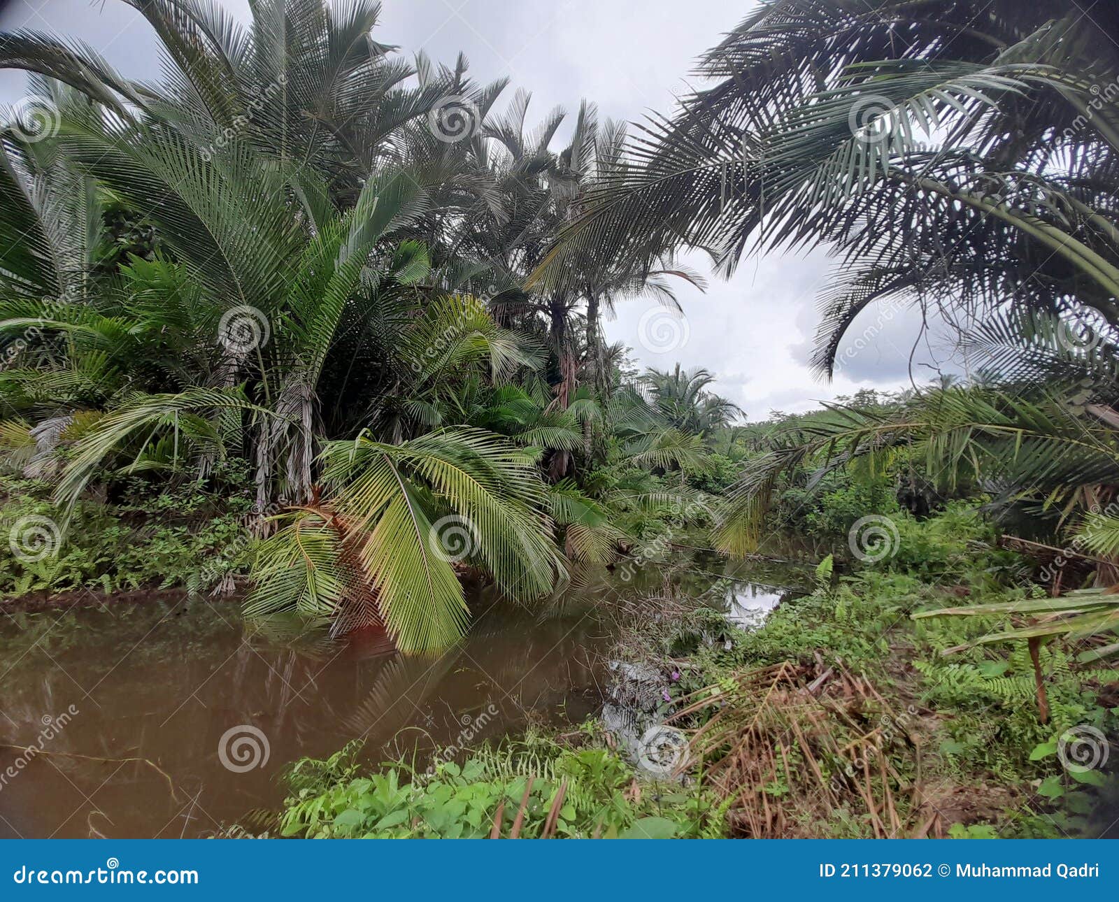 Fish pond around Sago stock photo. Image of view, fish - 211379062