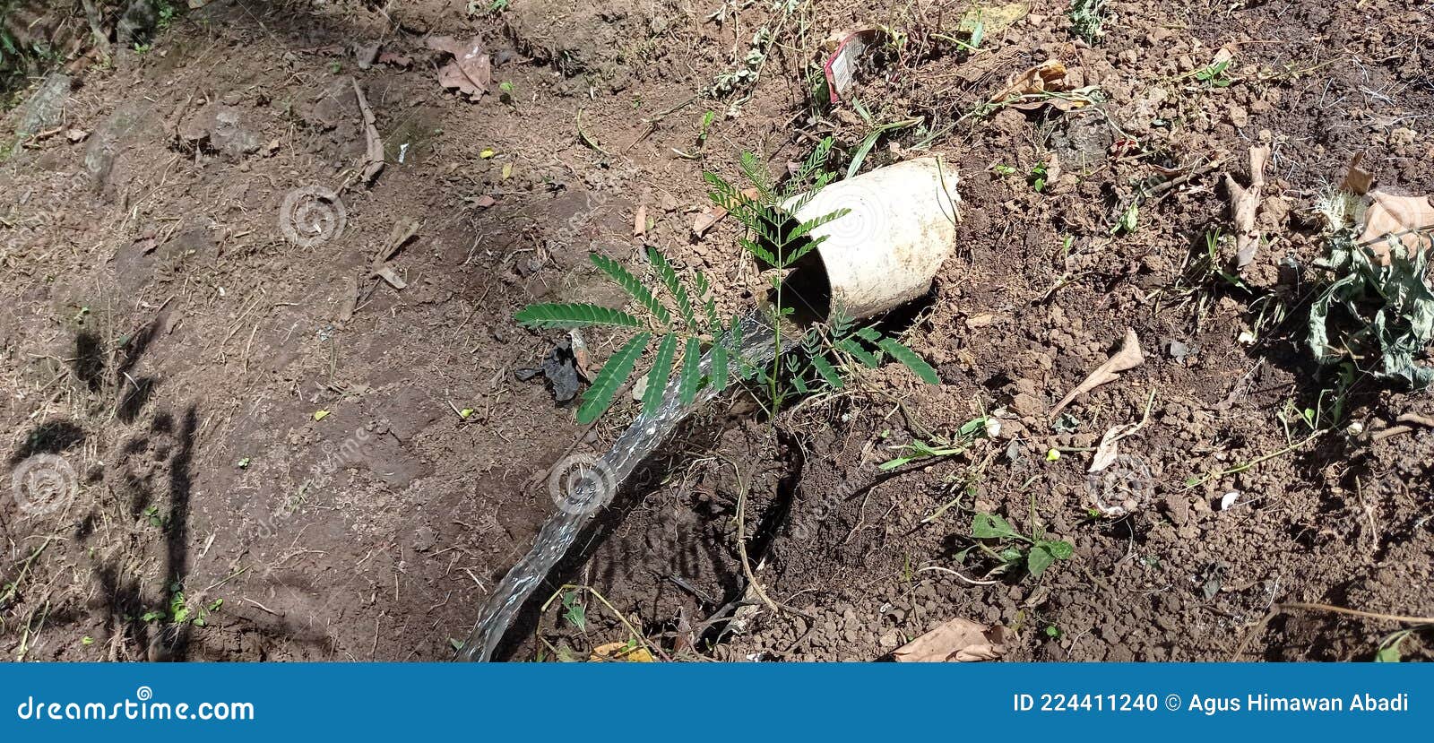 Fish pond drainage stock photo. Image of fish, food - 224411240