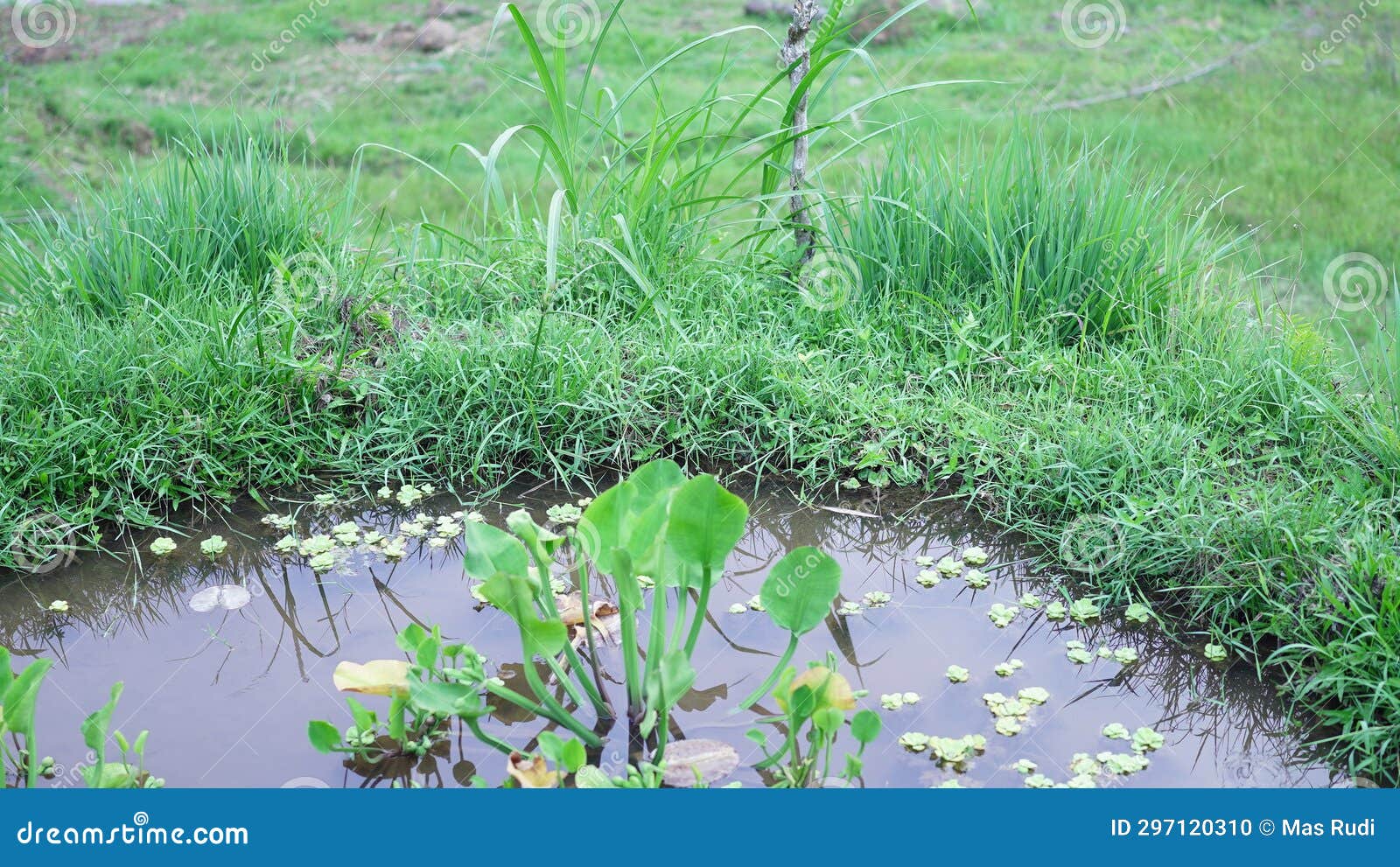 Fish Pond on the Edge of the Rice Fields Stock Photo - Image of ...