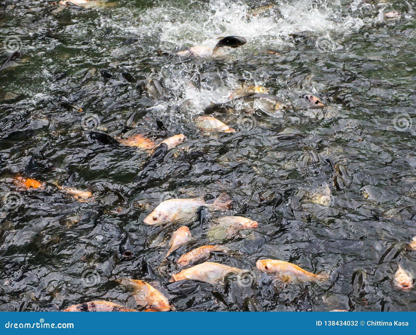 Fish in pond stock photo. Image of scramble, fish, natural - 138434032