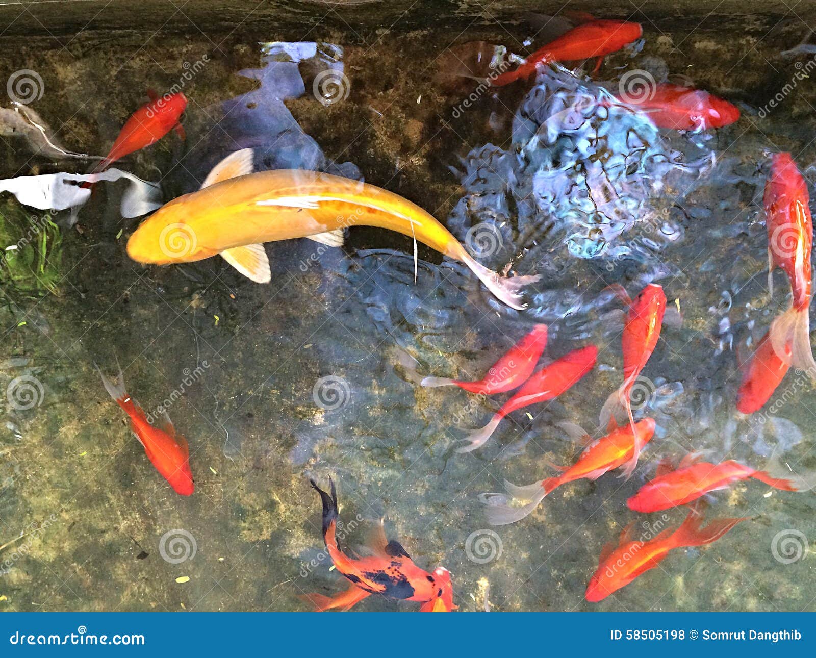 Fish pond with fish. stock photo. Image of living, animals - 58505198